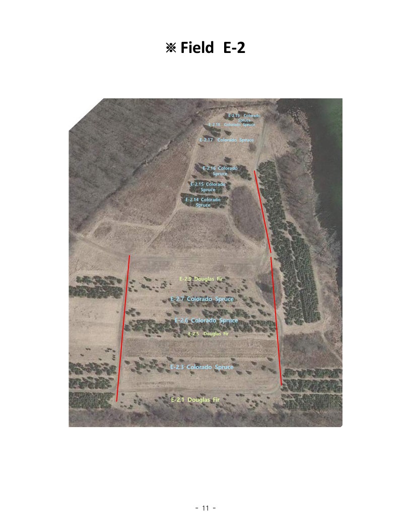 Christmas Tree Farm Information – St. Paul's Abbey