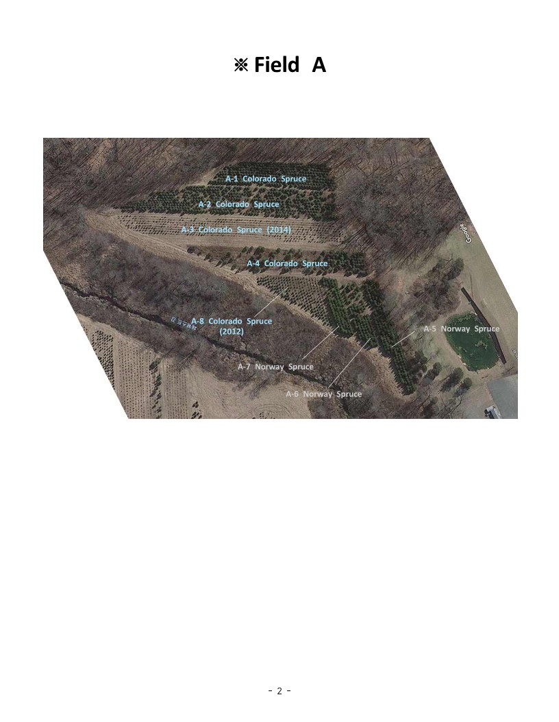 Christmas Tree Farm Information – St. Paul's Abbey